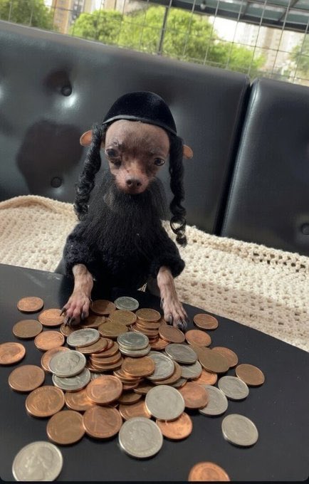 $Yoshi - Dog of the Year 2026